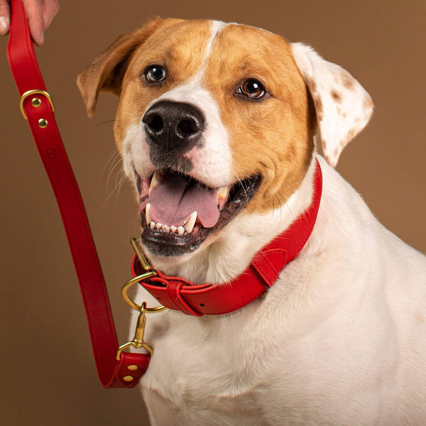 Original Leather Leash - Genuine Canine